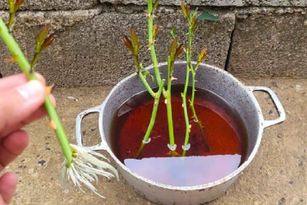 Técnica incrível para plantar rosas usando galhos e fazer várias mudas