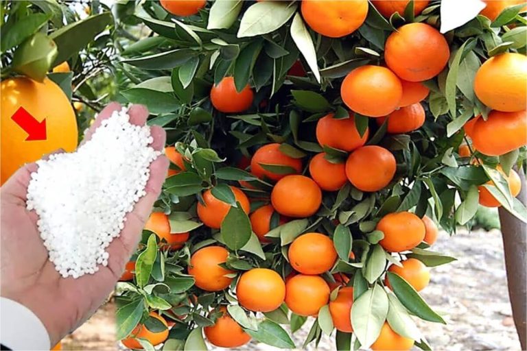 Adubo caseiro para plantas frutíferas, usando apenas 3 ingredientes