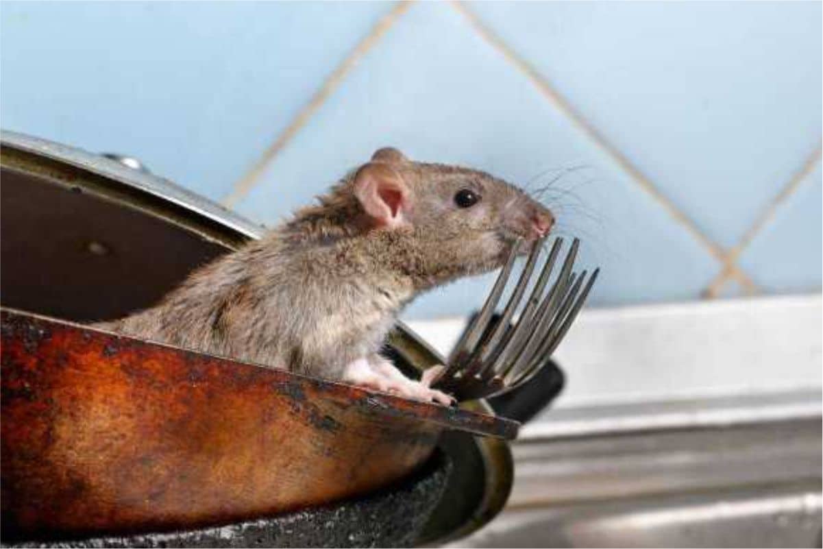 Veja como eliminar ratos e baratas com essa mistura simples e super eficaz!